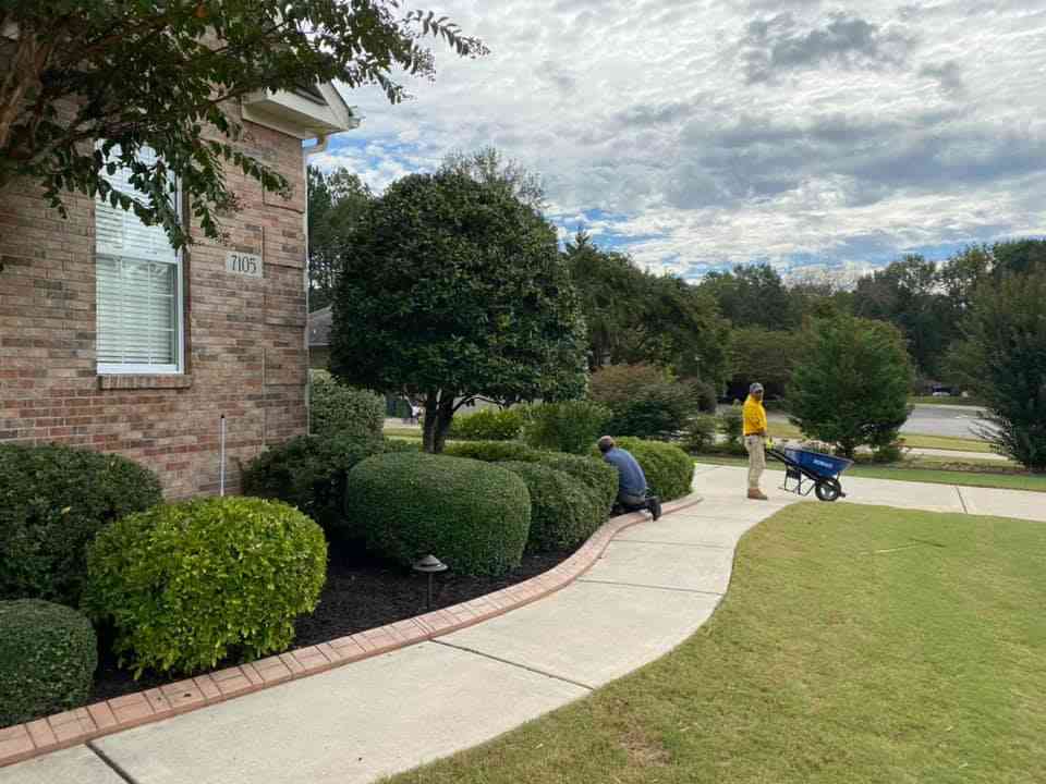 Yellow Jacket - Gallery