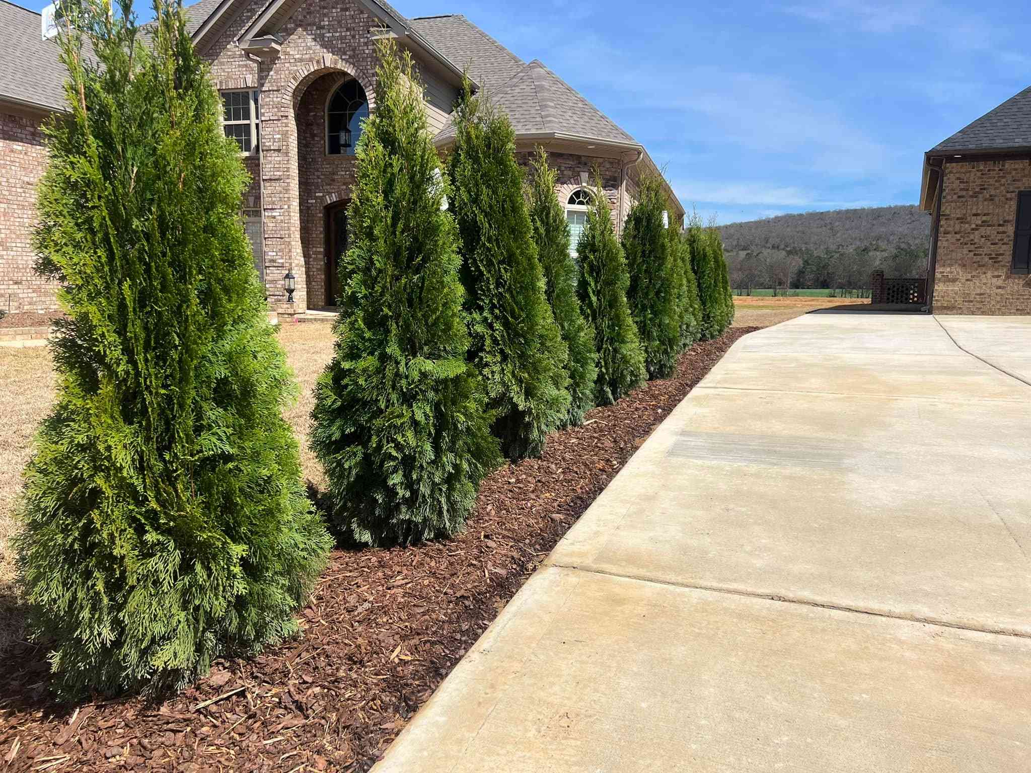 Yellow Jacket - Gallery