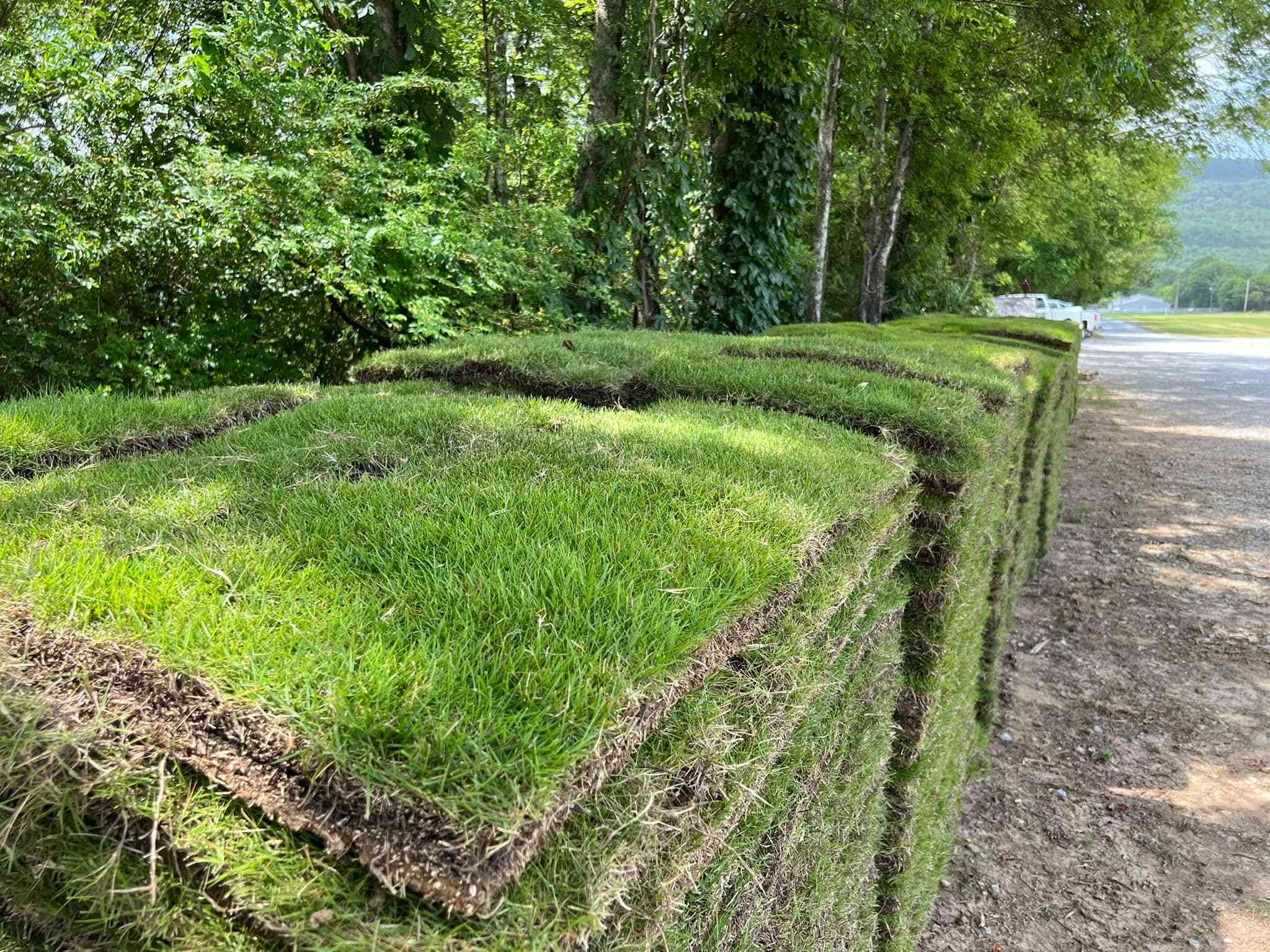 Yellow Jacket - Gallery