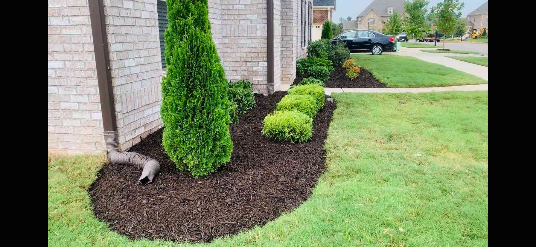 Yellow Jacket - Gallery